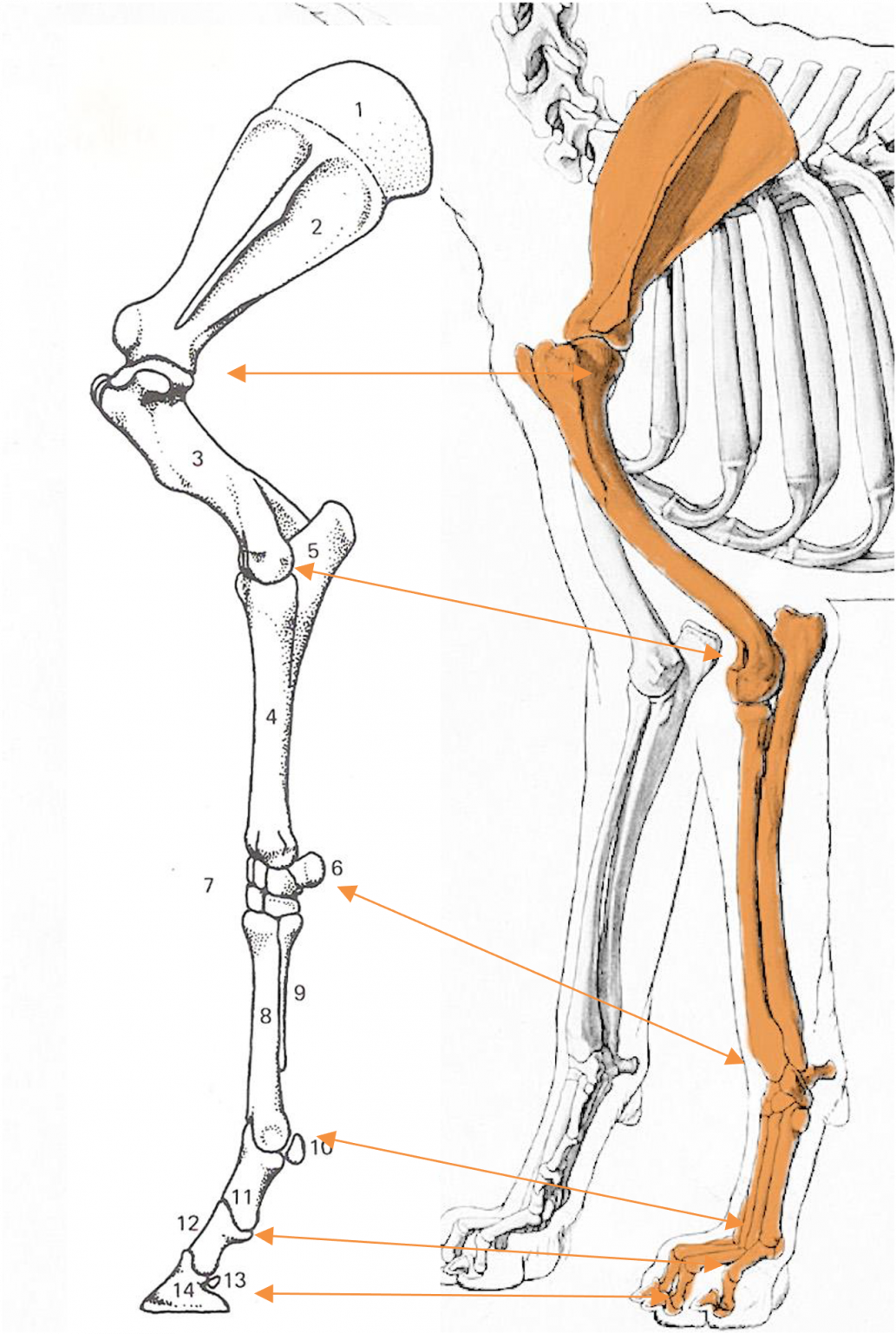 Thoracic Limb – CVM Large Animal Anatomy