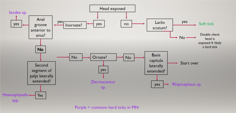 Module 10.2: General anatomy of ticks – Clinical Veterinary Diagnostic ...