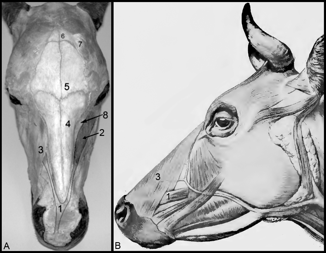 Part 1: Superficial Structures, Skinning and External Head Dissection – Dissection Lab Guide for ...