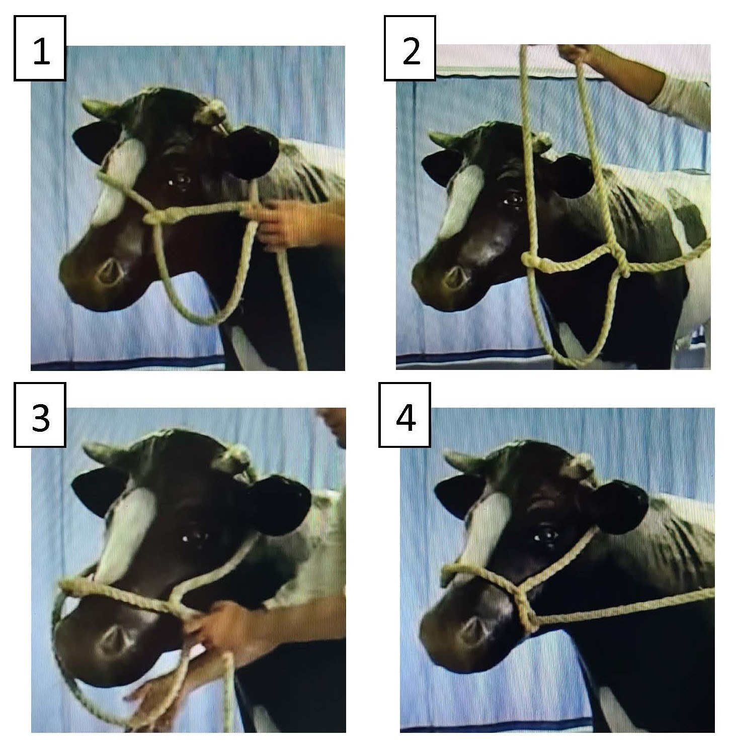 Haltering a Cow – Large Animal Clinical Skills
