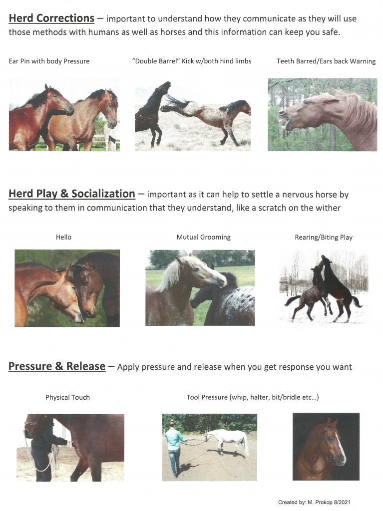 Horse Behavior Basics – Large Animal Clinical Skills
