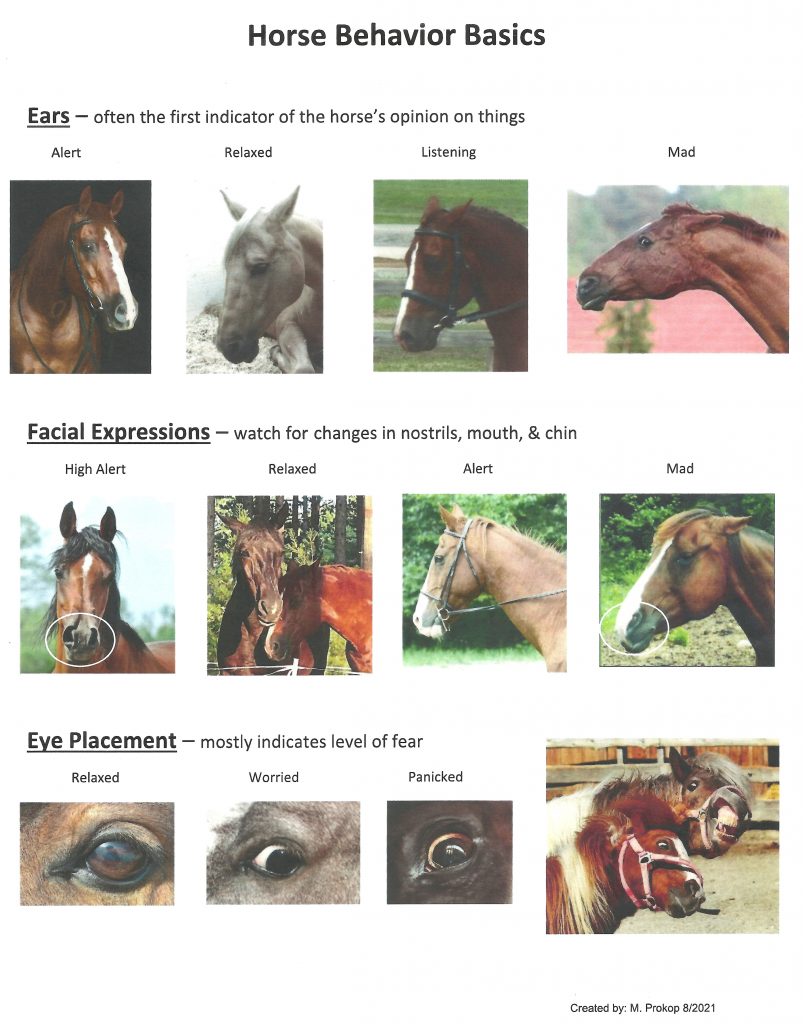 Horse Behavior Basics – Large Animal Clinical Skills