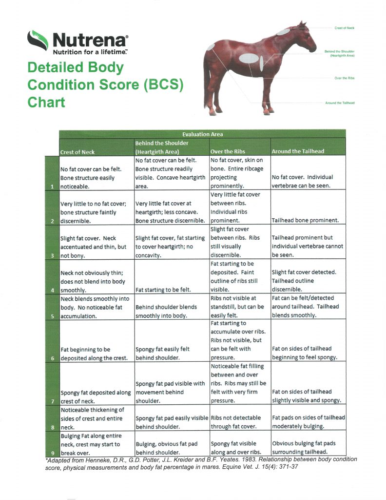 Equine Body Condition Scoring – Large Animal Clinical Skills