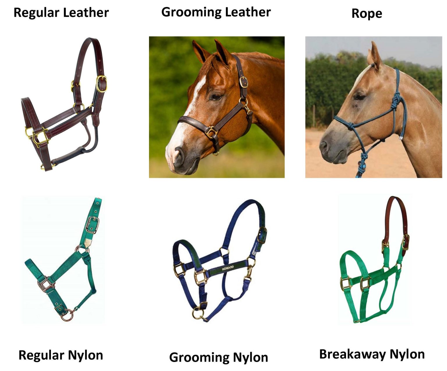 Haltering a Horse – Large Animal Clinical Skills