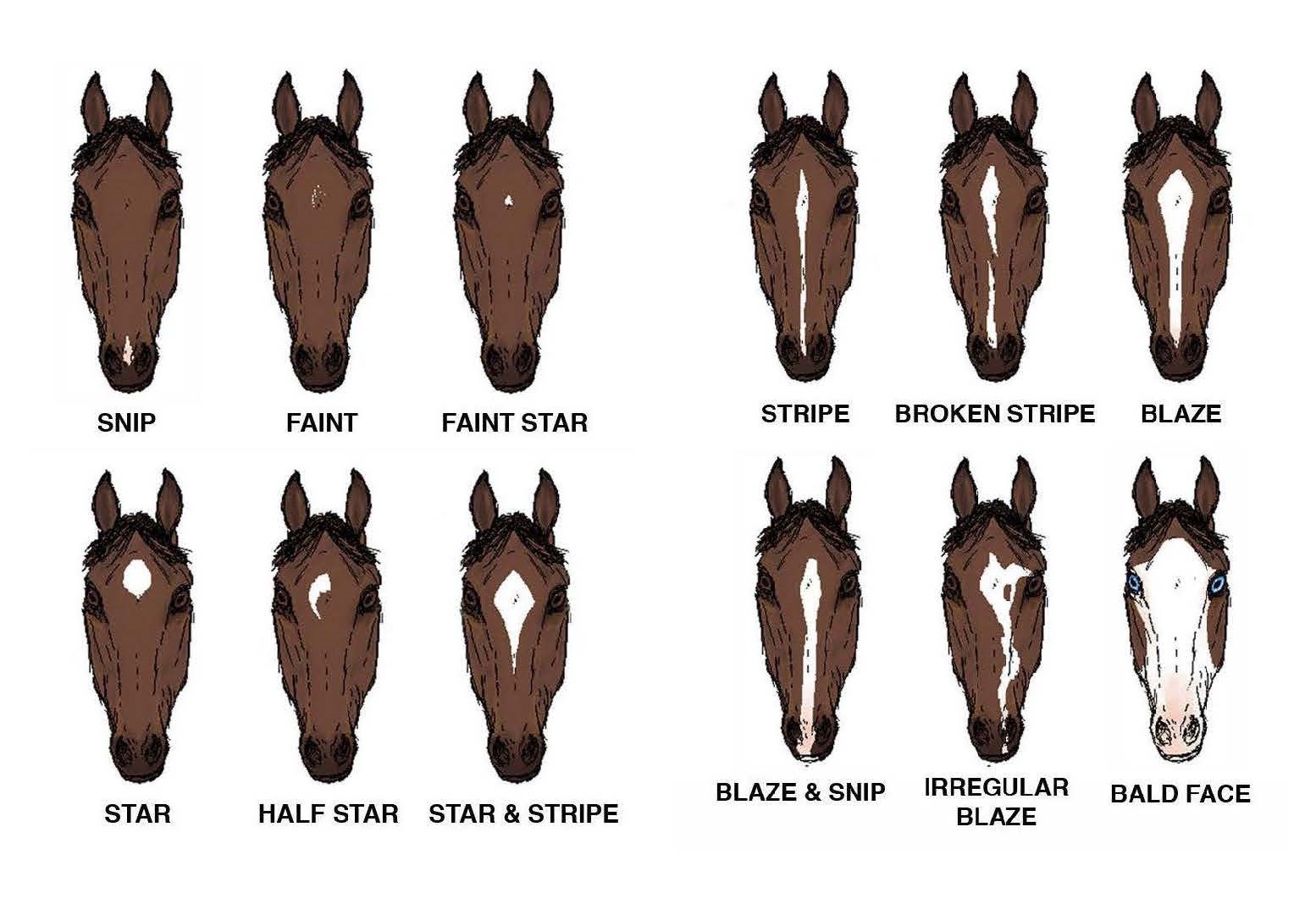 Horse Colors & Markings – Large Animal Clinical Skills