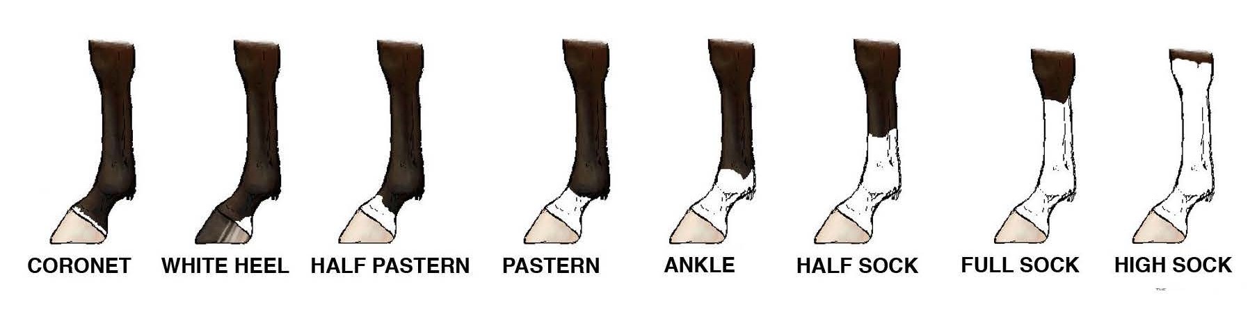 Horse Colors & Markings – Large Animal Clinical Skills