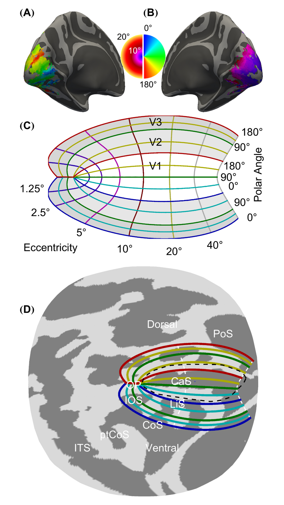 Retinotopic Organization of V1 – Introduction to Sensation and Perception Retinotopic Organization of V1 – Introduction to Sensation and Perception