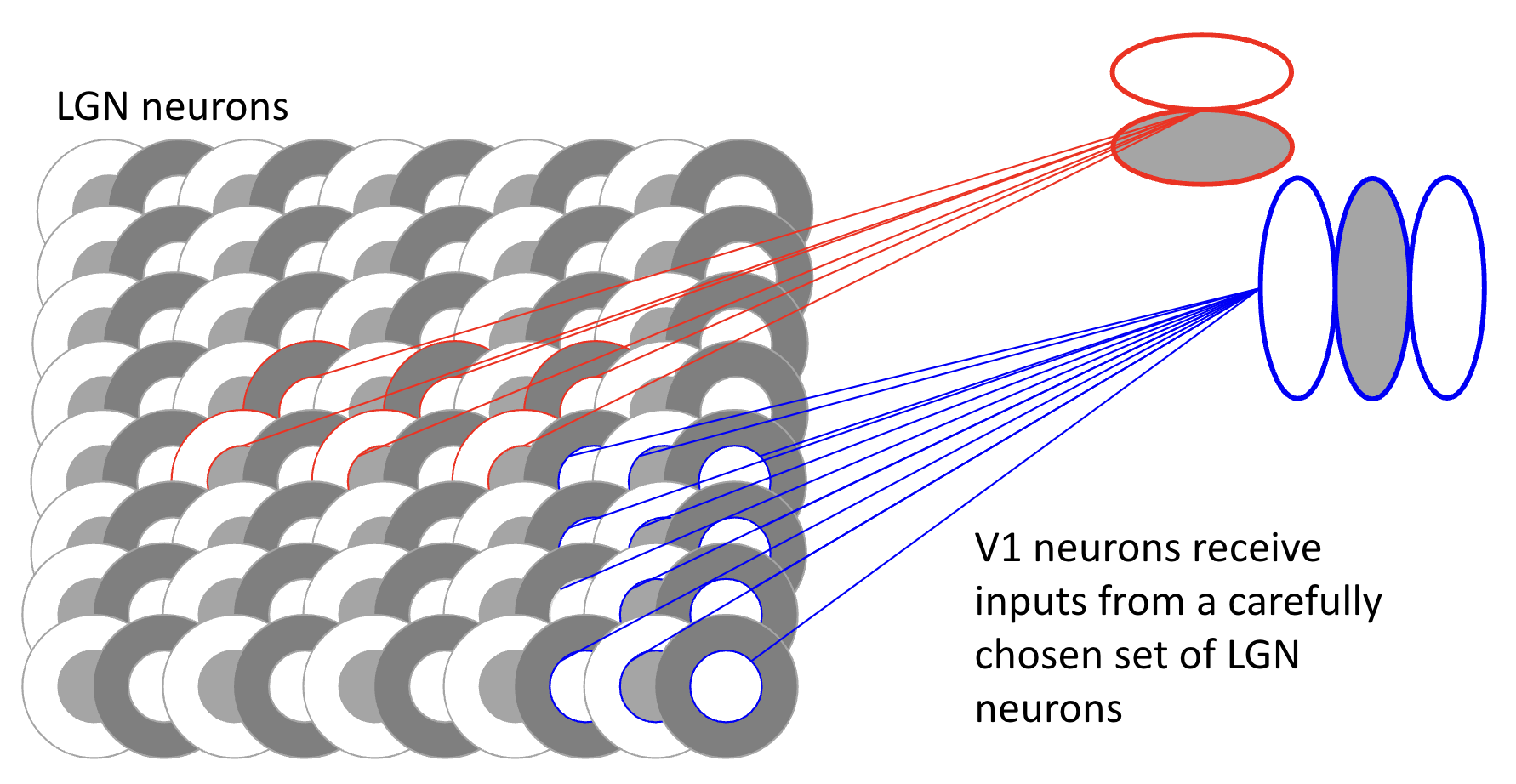 V1 receptive fields – Introduction to Sensation and Perception