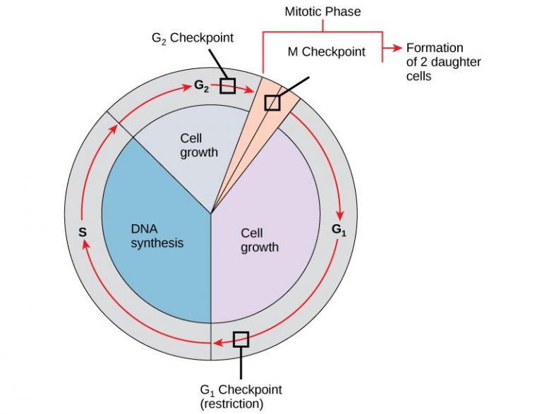 The Cell Cycle – Introductory Biology: Evolutionary and Ecological ...