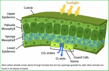 Photosynthesis – Classroom Partners